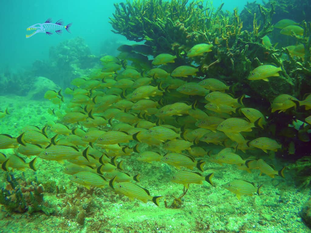 Incredible May 2021, SNUBA SXM is gaining some momentum again – SNUBA ...